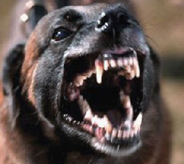 Salud pública: La rabia canina